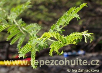 The origin of the Tepezcohuit tree | Blog | TepezCo EU